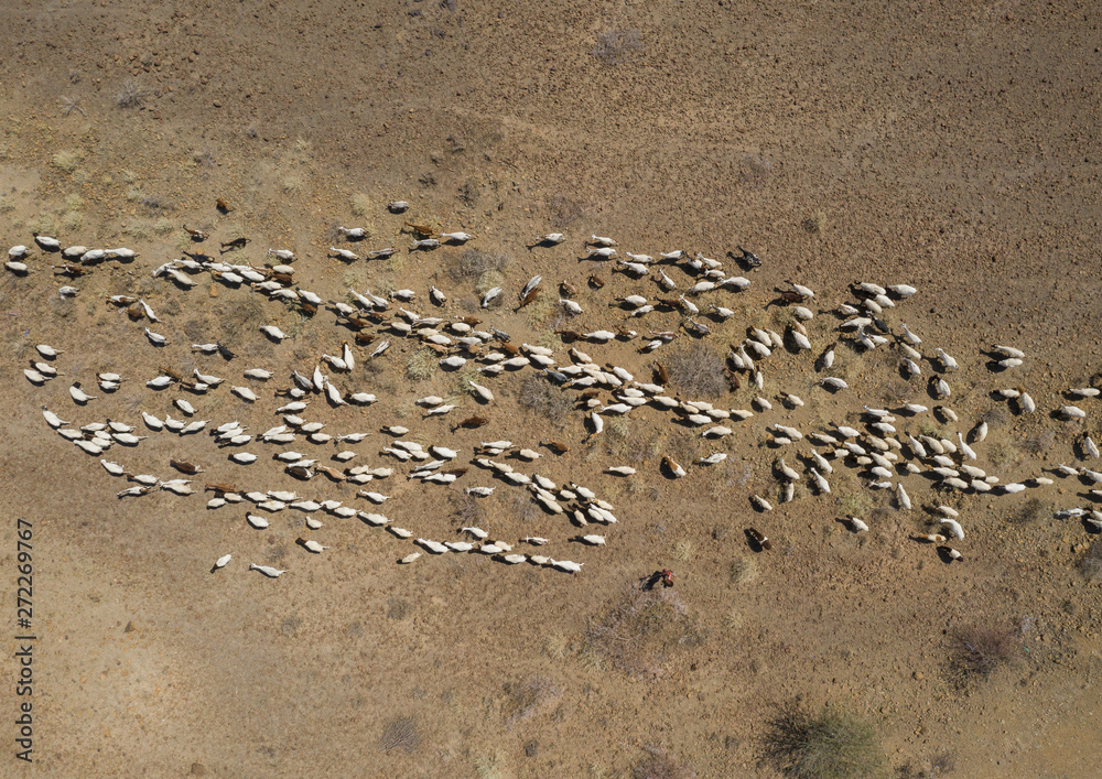 Aerial view of a flock of sheep in an arid area, Afar region, Gewane ...