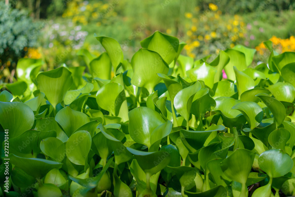 Water Hyacinth Leaves