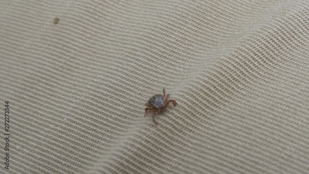 Tick crawling on clothes. Concept - parasites, disease, danger of ...