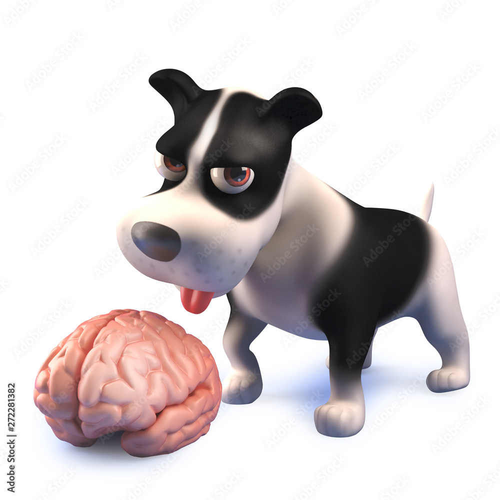 Dog Brain Compared To Human Brain