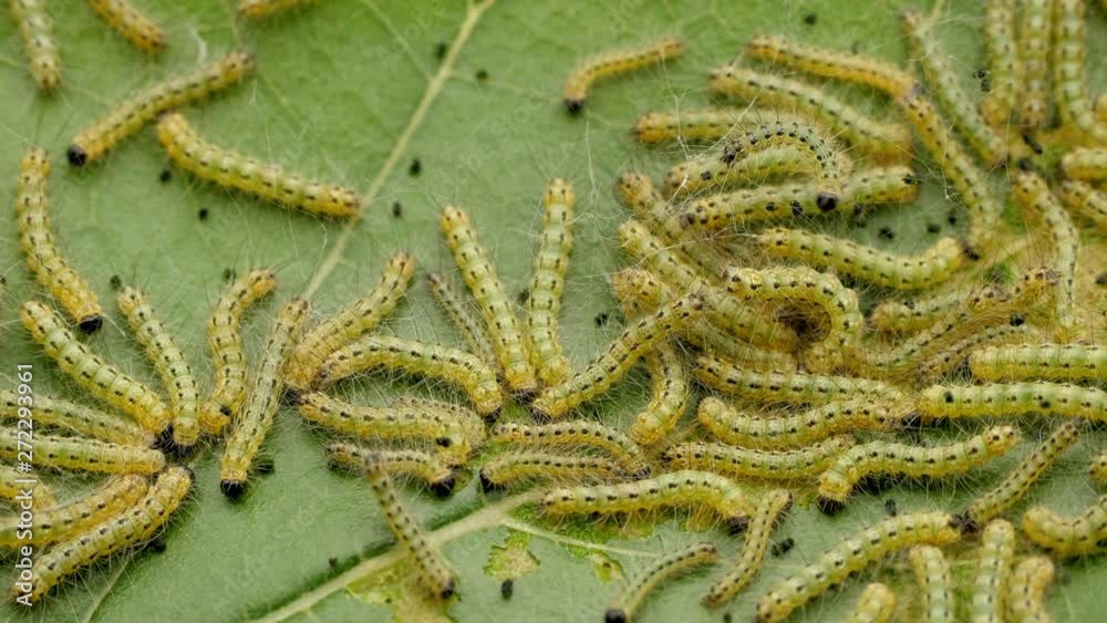 Sheet caterpillar. Caterpillar. Many caterpillars on a piece of ...