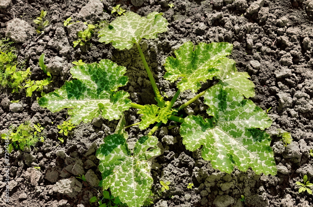 Young plant of a vegetable marrow in the soil.At the beginning of ...