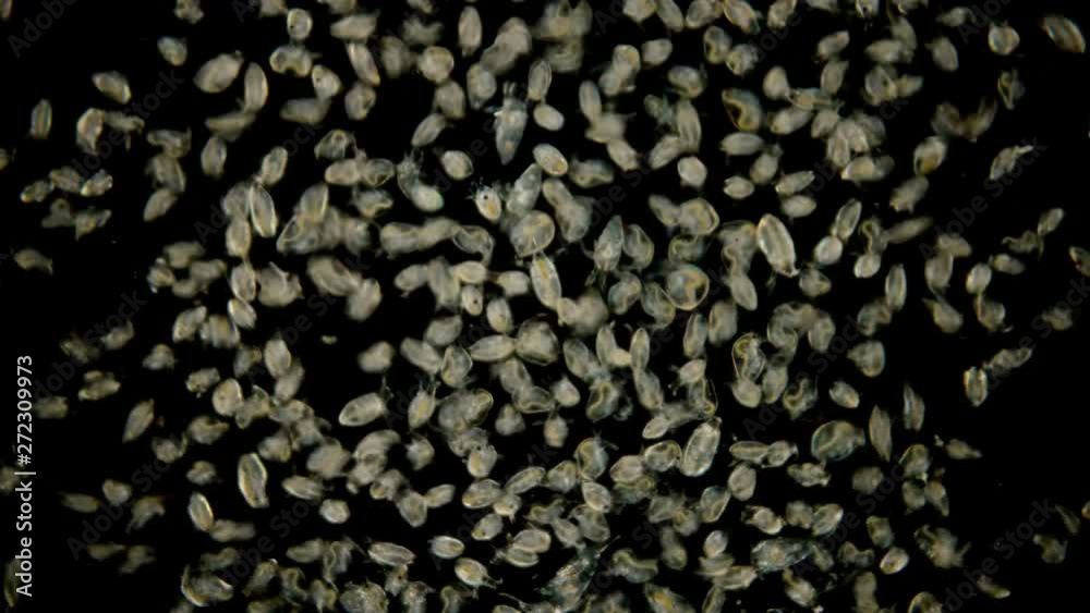 Bosmina water flea under the microscope, the chaotic movement of a ...