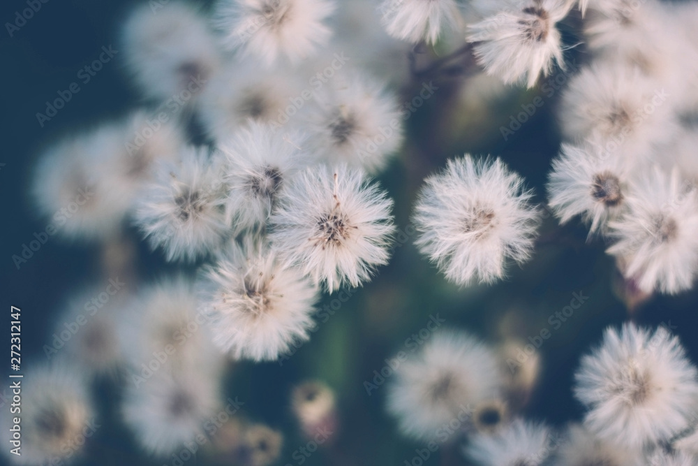 White fluffy flowers butterweed, horseweed, erigeron canadensis ...