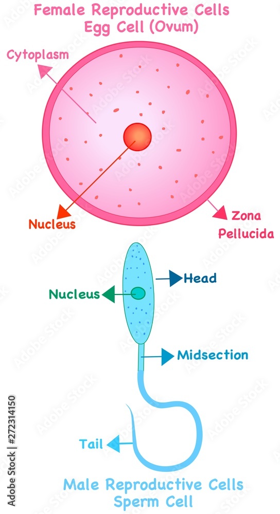 Human Reproductive Cells Female Cell Ovum Or Egg Male Cell Sperm