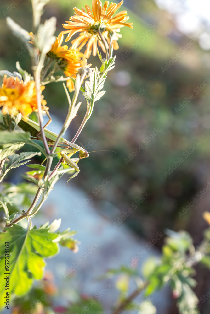 Mantis sunlit, licking plan of the insect hiding in the leaves of the ...