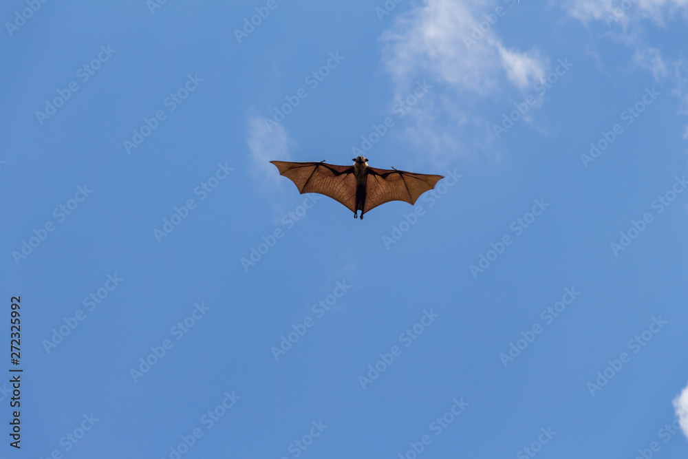 The Indian flying fox (Pteropus giganteus), is a species of flying fox ...