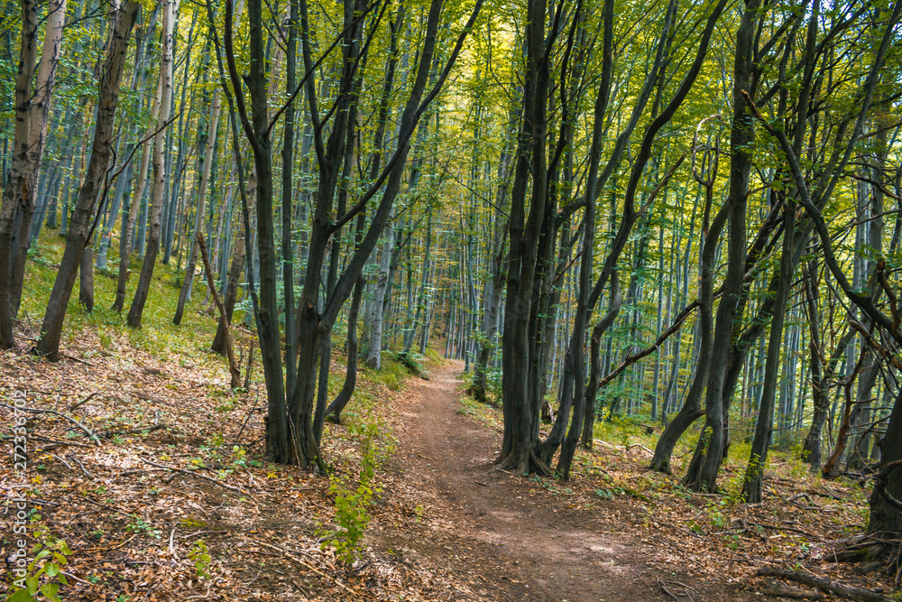empty path in the middle of the forest Stock Photo | Adobe Stock