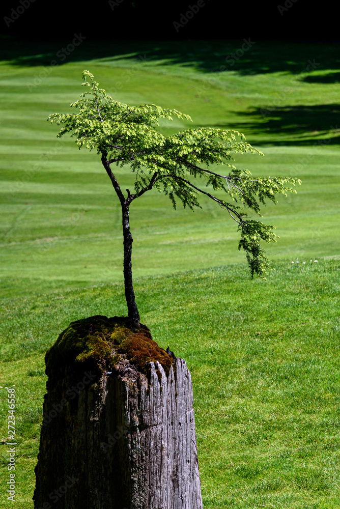 New tree growing out of old stump, golf course fairway grass in the ...