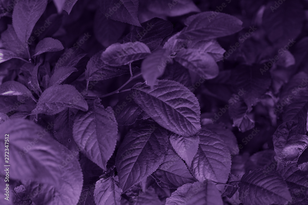 Purple leaf texture. Beautiful leaves texture background. Stock Photo ...