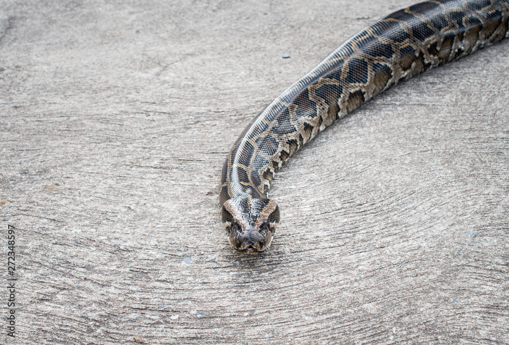 Burmese Python crawling on the cement floor.Python is a genus of ...