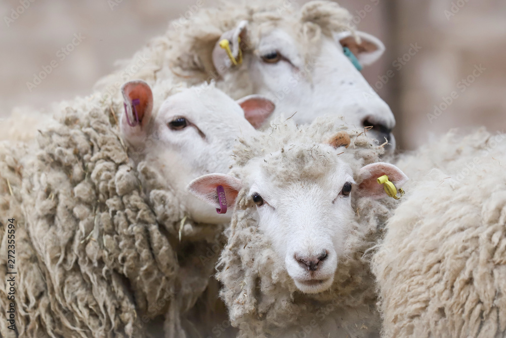sheep Stock Photo | Adobe Stock