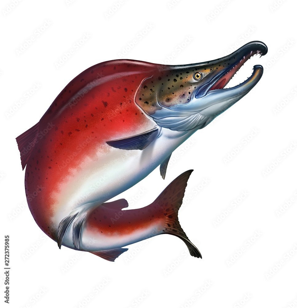 Red salmon on white background jumps out of water, spawning fish, red ...