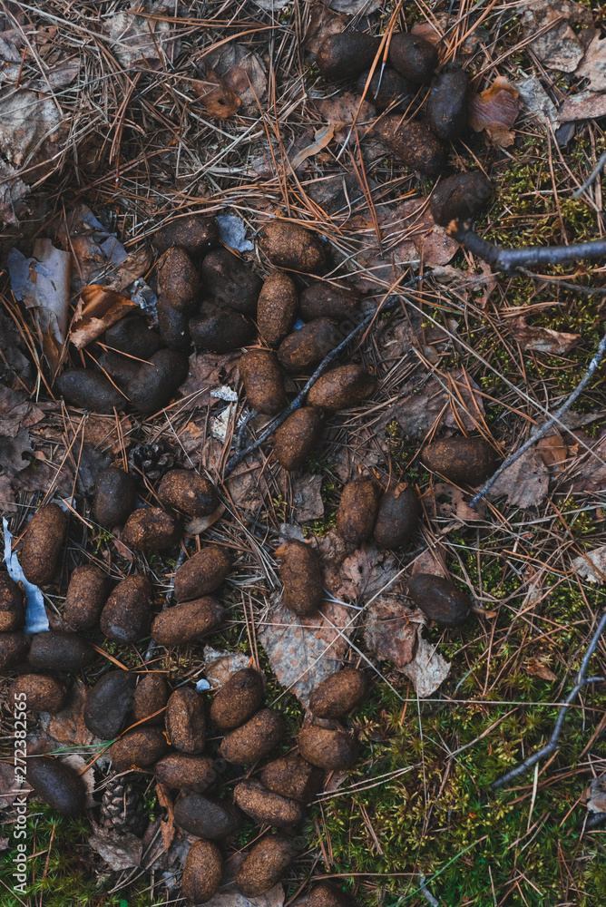 Moose Poop
