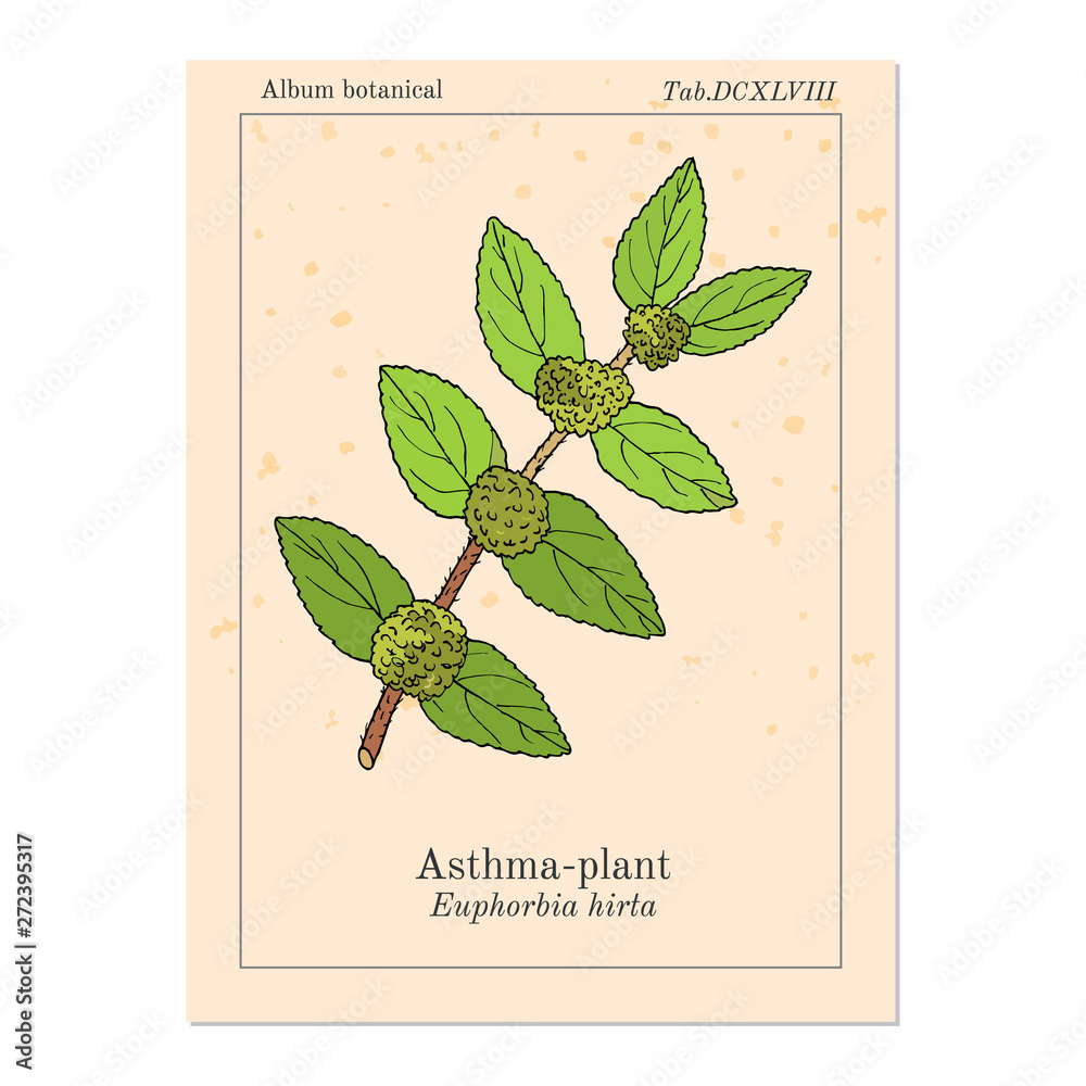 Asthma-plant Euphorbia hirta , or garden spurge, medicinal plant Stock ...