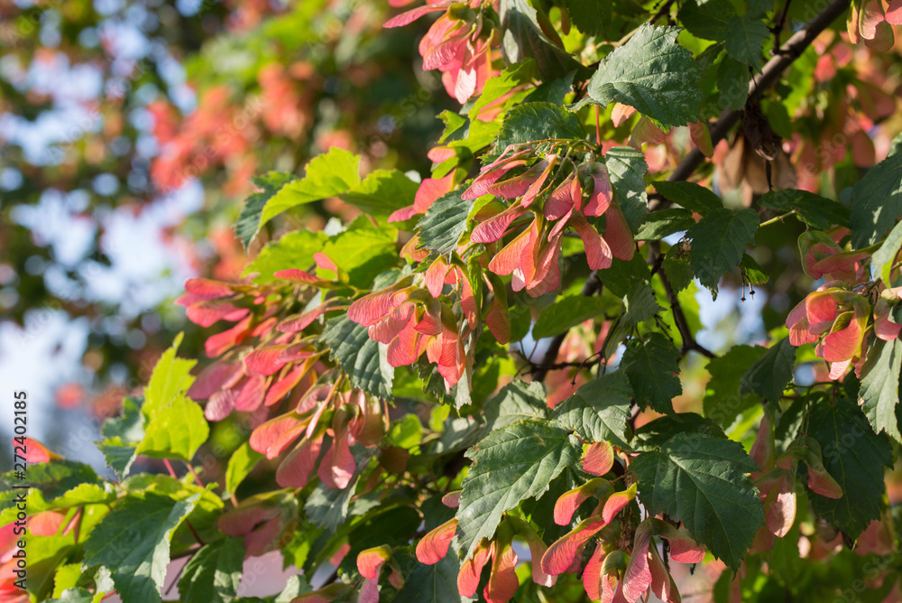 Acer tataricum, Tatar maple, Tatarian maple foliage and fruit Stock ...
