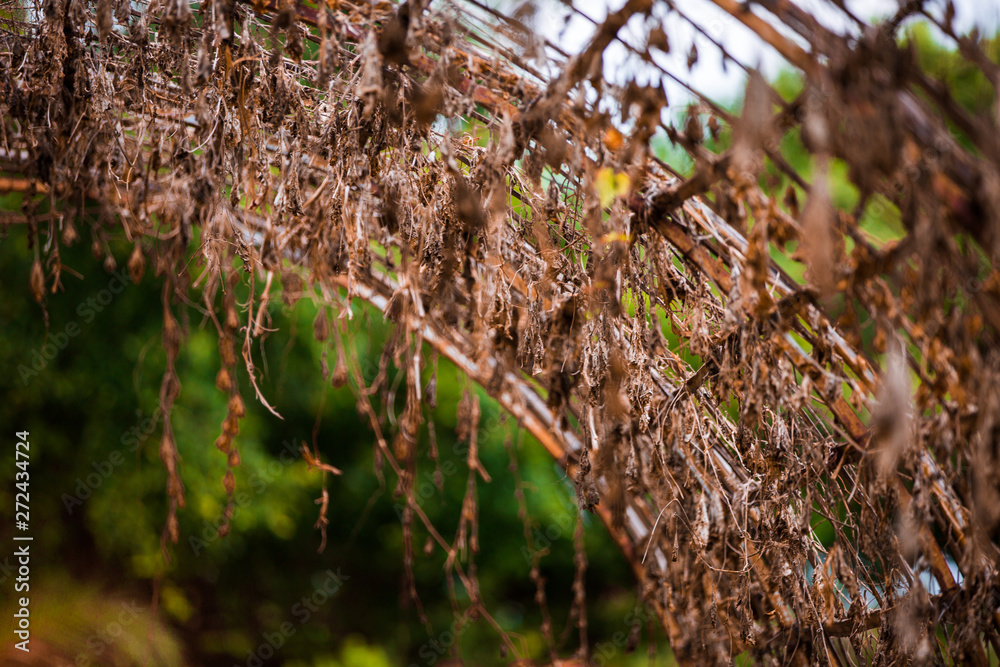 Dry grape vine brown Together in a bamboo stabilizer tunnel Blurred ...