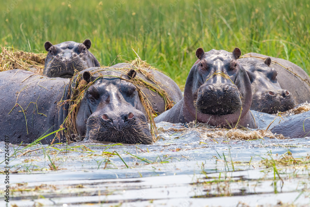Foto de Hippos sind aufgetaucht und sehen aus wie ein Freakshow ...