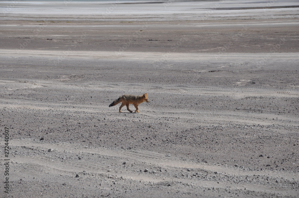 Wild red fox in desert around Salar de Uyuni in Bolivia. Stock Photo ...