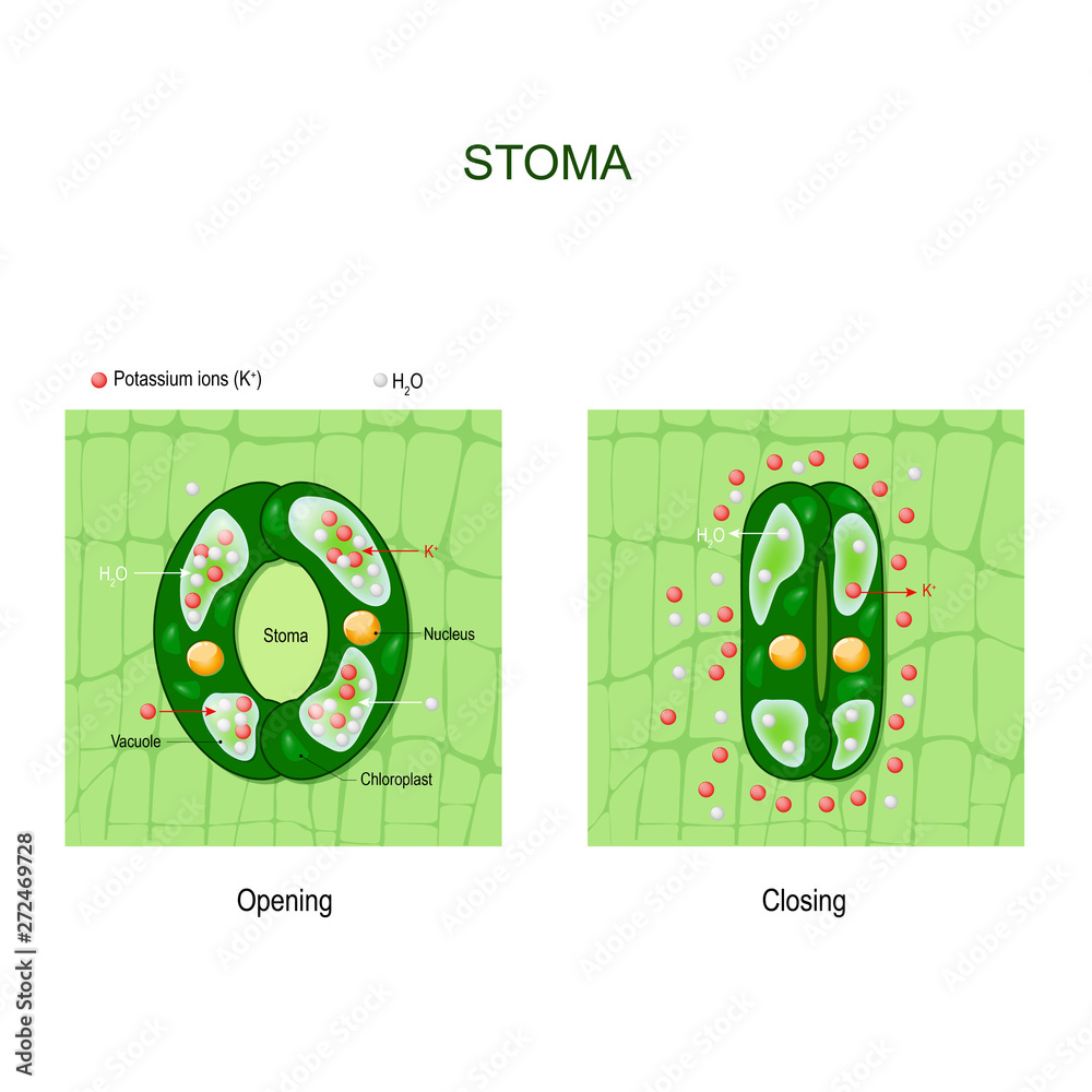 Opening and closing of stoma. anatomy of stomatal complex. Stock Vector ...