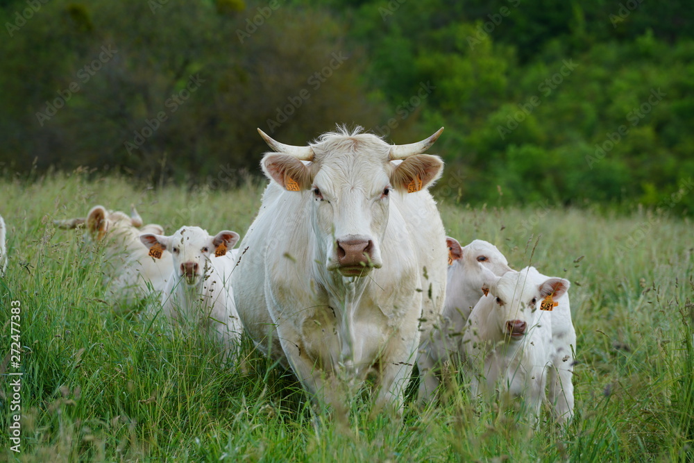 Animal ferme vache 310 Stock Photo | Adobe Stock