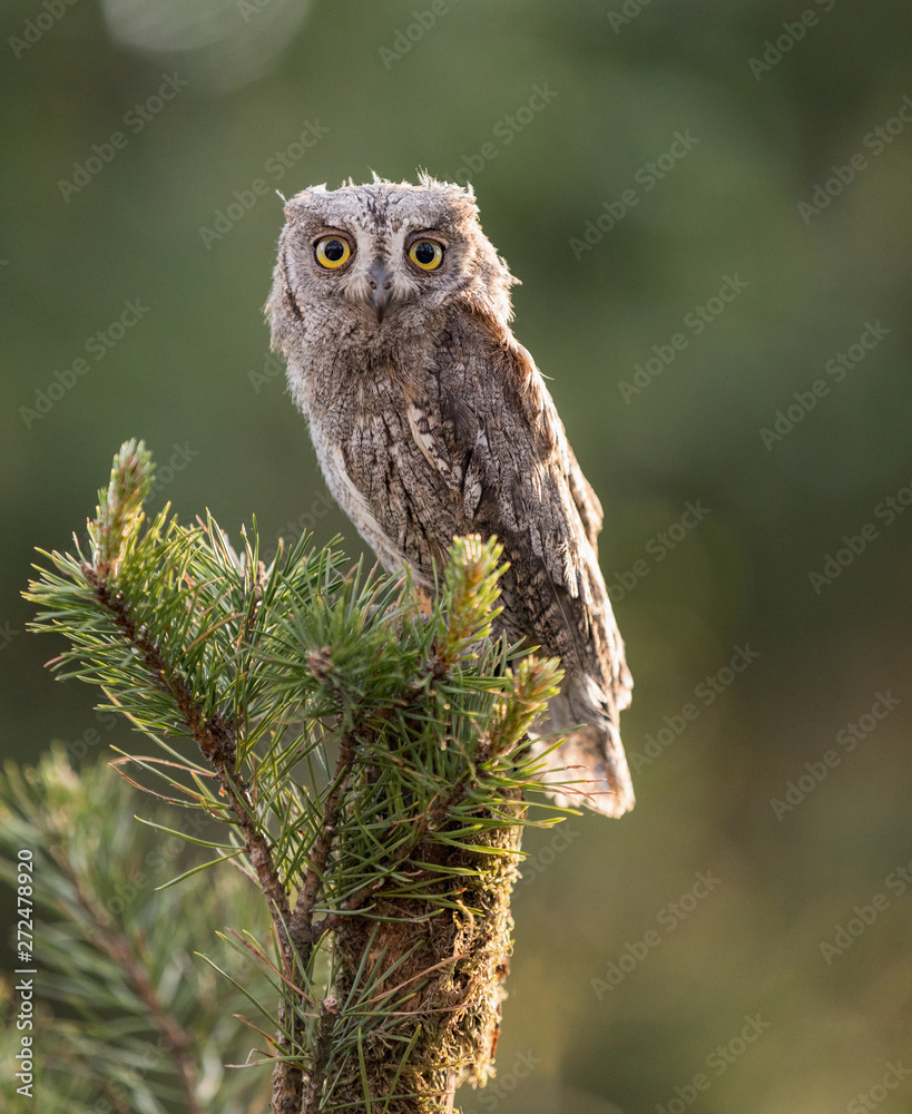 Small scops owl on a pine branch. Little Scops Owl (Otus scops) is a ...