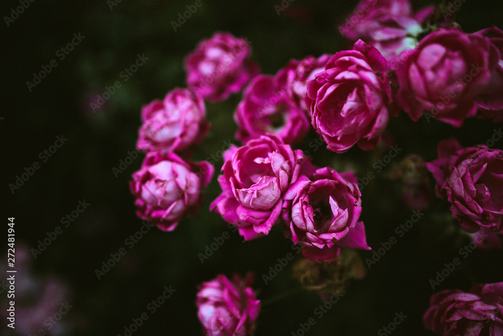 cluster of roses Stock Photo | Adobe Stock