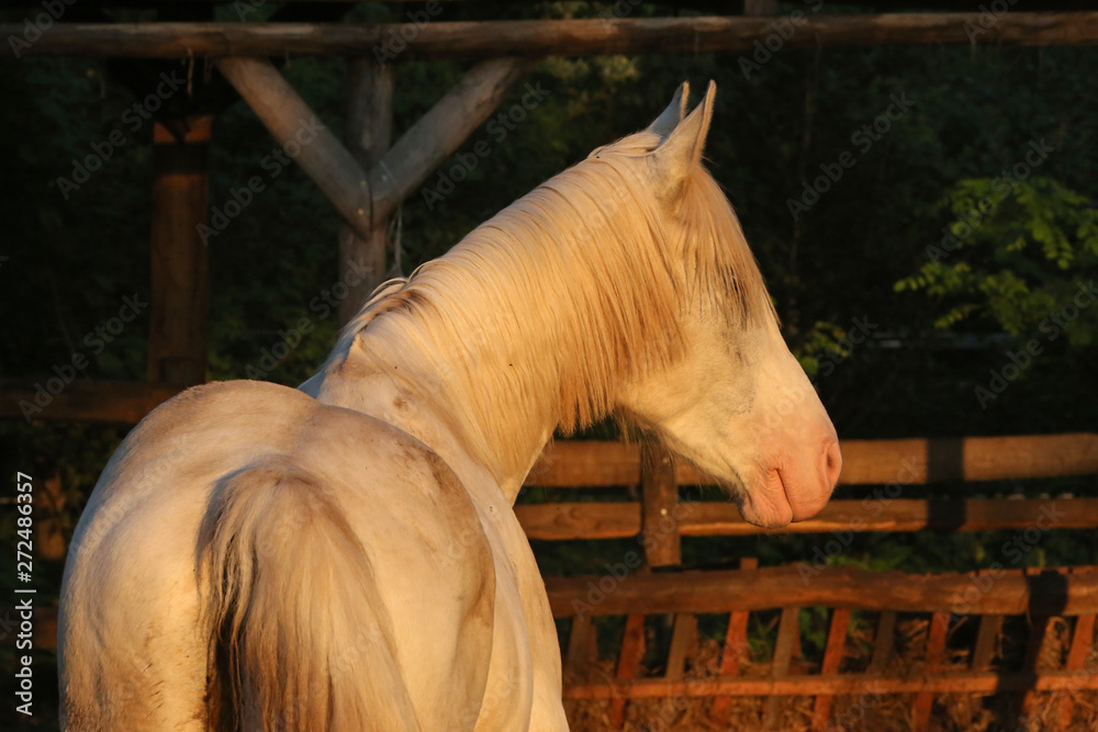 Portrait of a purebred gray arabian stallion. Closeup of a young ...