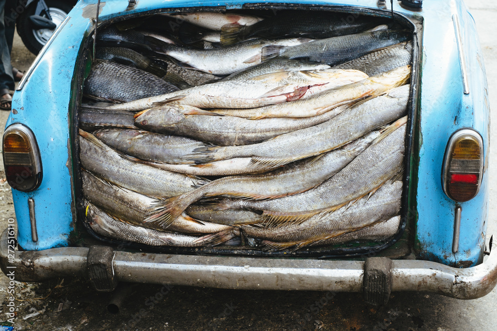 Fish in a car trunk Stock Photo | Adobe Stock