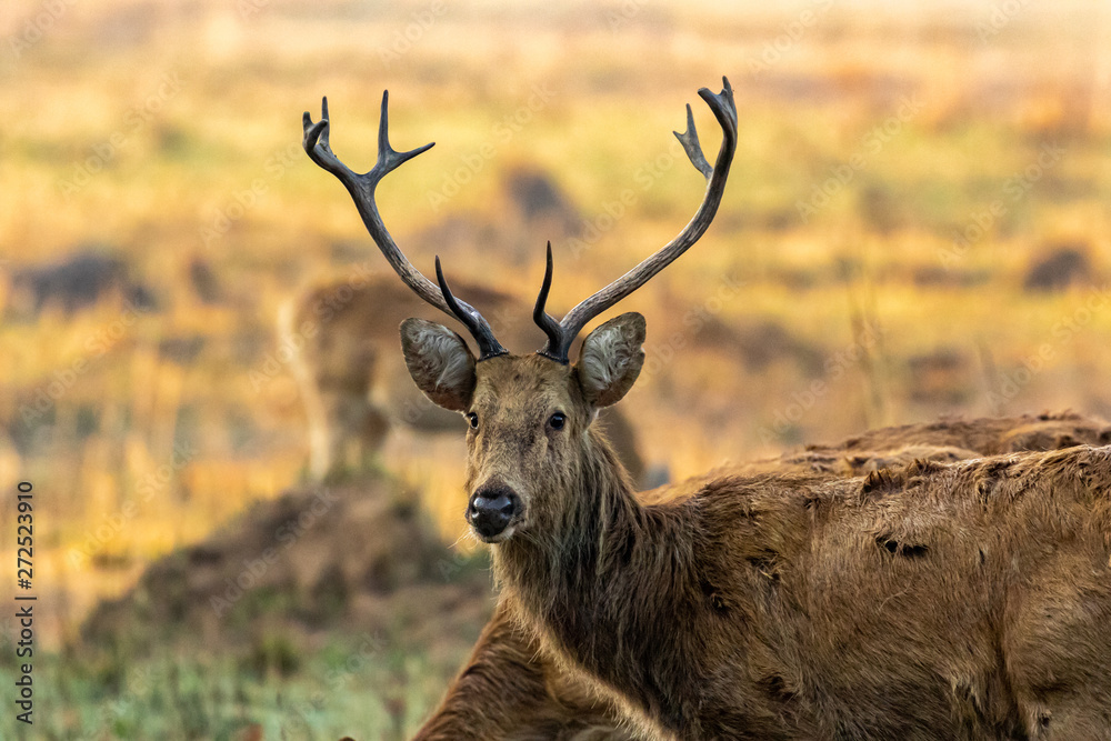 Kanha National Park, India - Sambar Deer (Rusa unicolor) Stock Photo ...