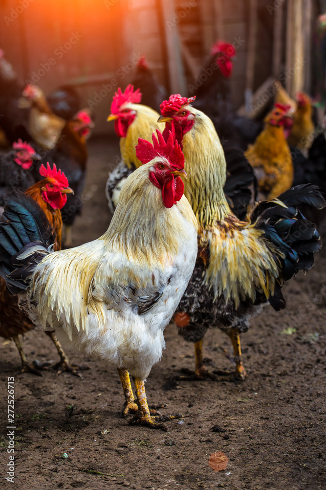 A colourful rooster with his chicken herd.Rooster and Chickens.Free ...