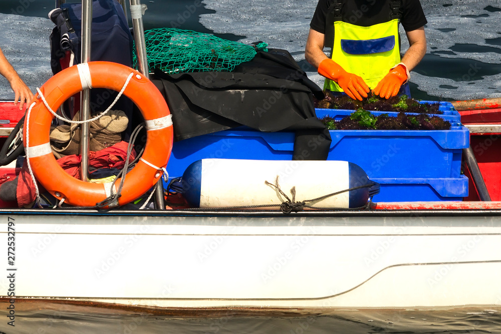 sea urchins extraction by professional divers with boat Stock Photo ...