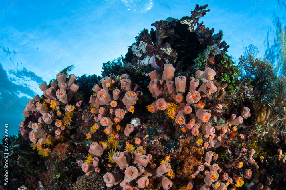 Colorful tubastrea corals grow on a healthy coral reef in Komodo ...