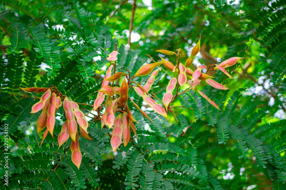 Seed pods with green leaves of Copper pod, Yellow flame, Yellow ...