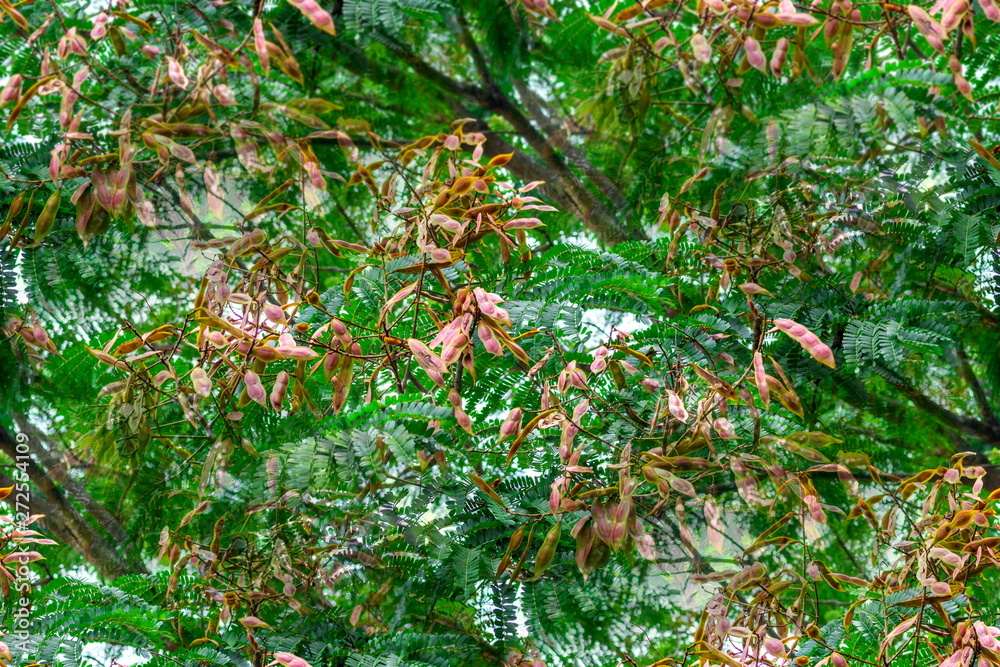 Seed pods with green leaves of Copper pod, Yellow flame, Yellow ...