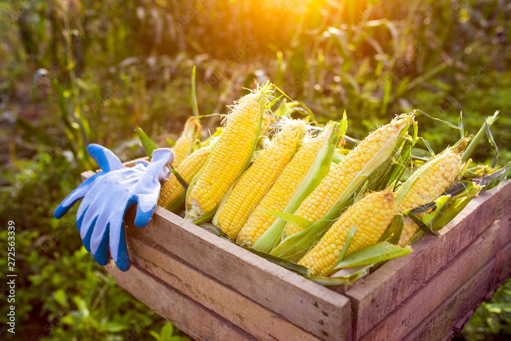Corn harvest Corn farmer Corn harvest Growing corn Organic Farming ...