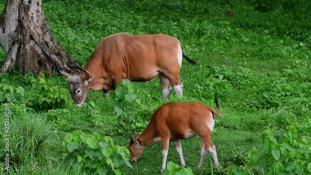The Banteng or Tembadau, is a wild cattle found in the Southeast Asia ...