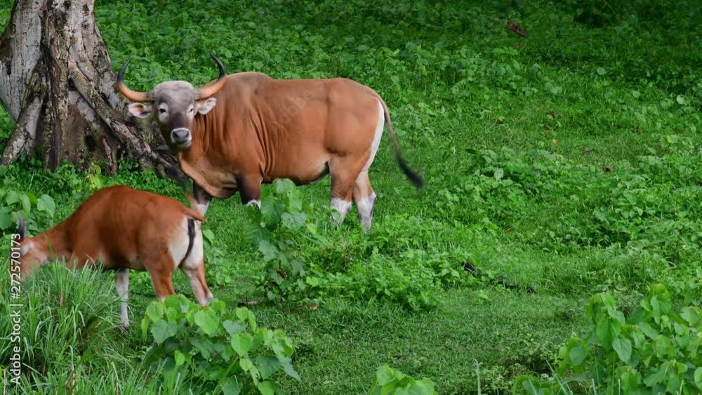 The Banteng or Tembadau, is a wild cattle found in the Southeast Asia ...