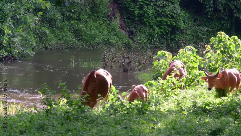 The Banteng or Tembadau, is a wild cattle found in the Southeast Asia ...