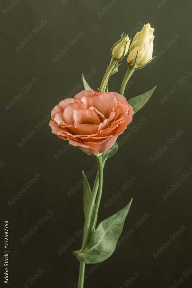 Vintage pastel macro,orange lisianthus/showy prairie gentian blossom ...