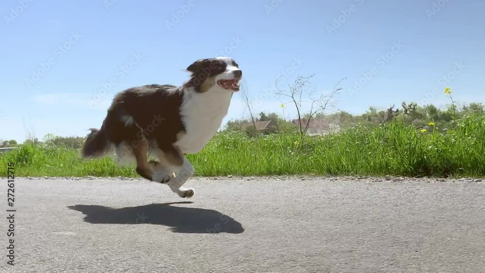 Australian Shepherd dog running very fast on asphalt road with blue sky ...