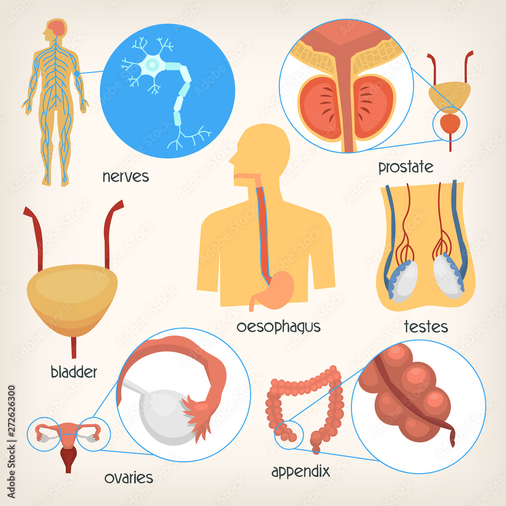 Set of images of main human body organs. Accurate illustrations with ...