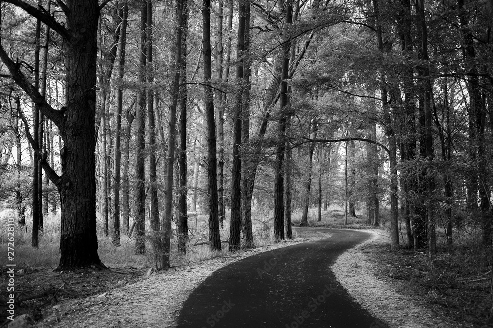 Black and white image of a path winding through a forest at Yarralumla ...