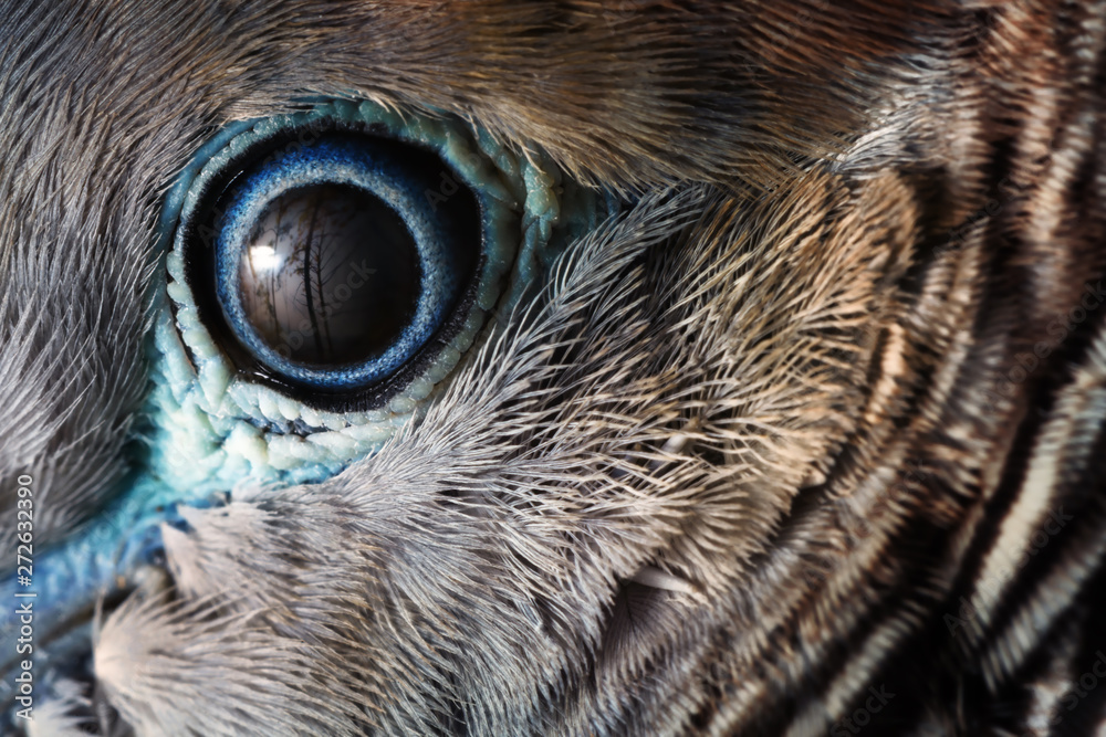 Close up of the eye of Zebra dove (Geopelia striata) ,traditional pet ...