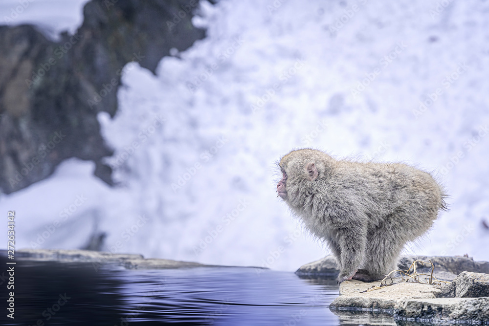 Travel Asia. Monkey jumping into the water. Japanese monkey are soaking ...