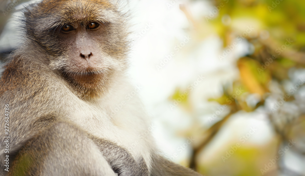 Foto de Macaca fascicularis (crab-eating or long-tailed macaque) in ...