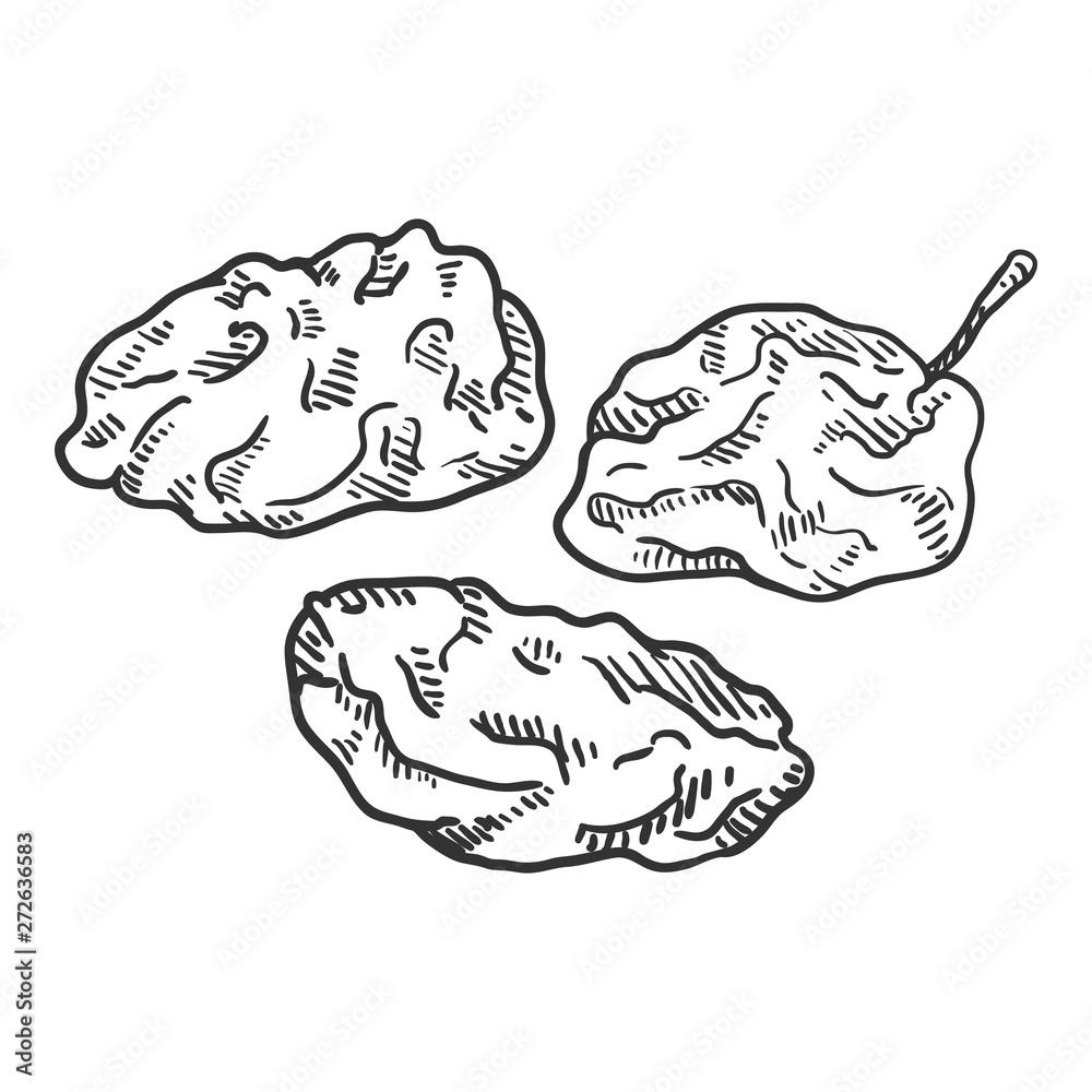 Vector Sketch Illustration - Prune. Dried Plum. Stock Vector | Adobe Stock
