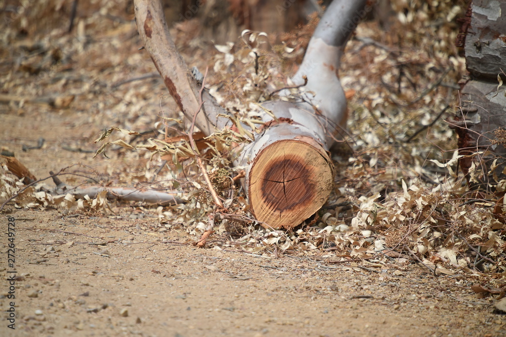 tronco de arbol Stock Photo | Adobe Stock