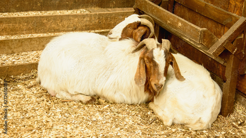Goat, zoo, agriculture, milk, two goats, domestic animals, farming ...