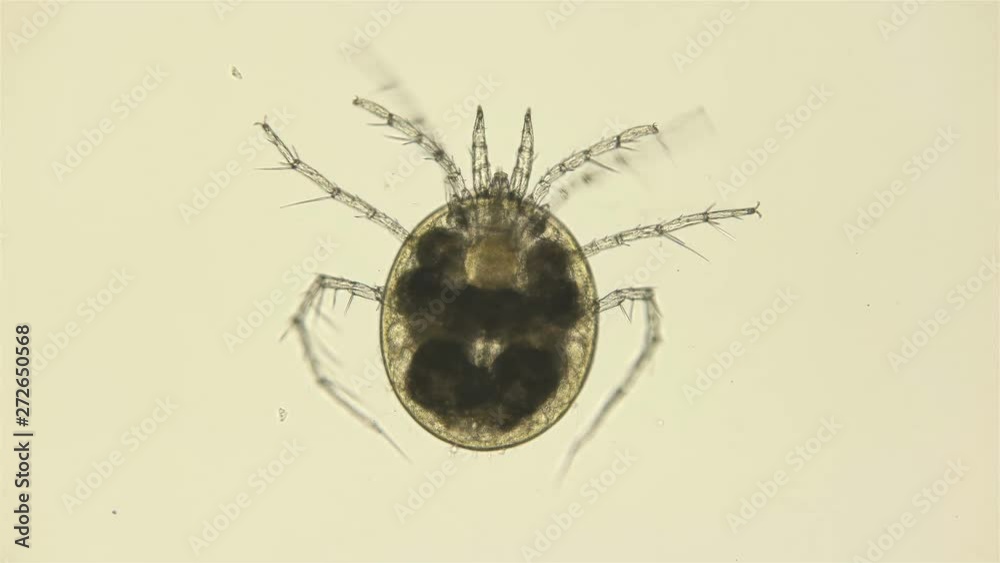mite Hydrachnidia under the microscope, live only in water, fresh and ...